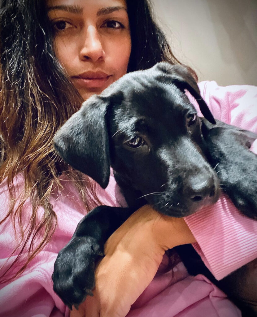 How To Help An Animal On National Dog Rescue Day - Women of Today