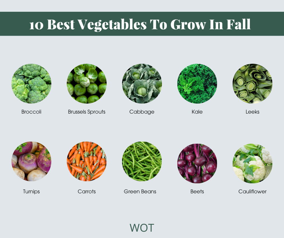 10 Best Vegetables To Grow This Fall - Women of Today
