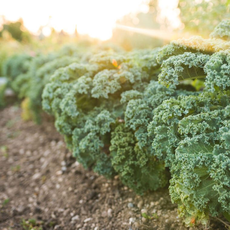 10 Best Vegetables to Grow in Spring - Women of Today