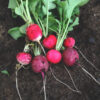 10 Best Vegetables to Grow in Spring - Women of Today