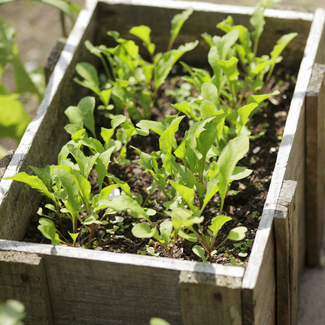 10 Best Vegetables to Grow in Spring - Women of Today