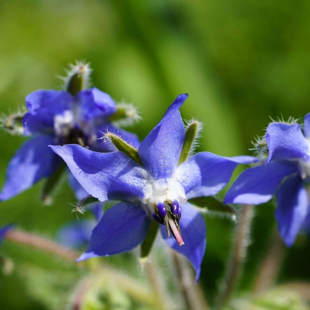 10 Bee-Friendly Flowers to Plant in Your Garden - Women of Today