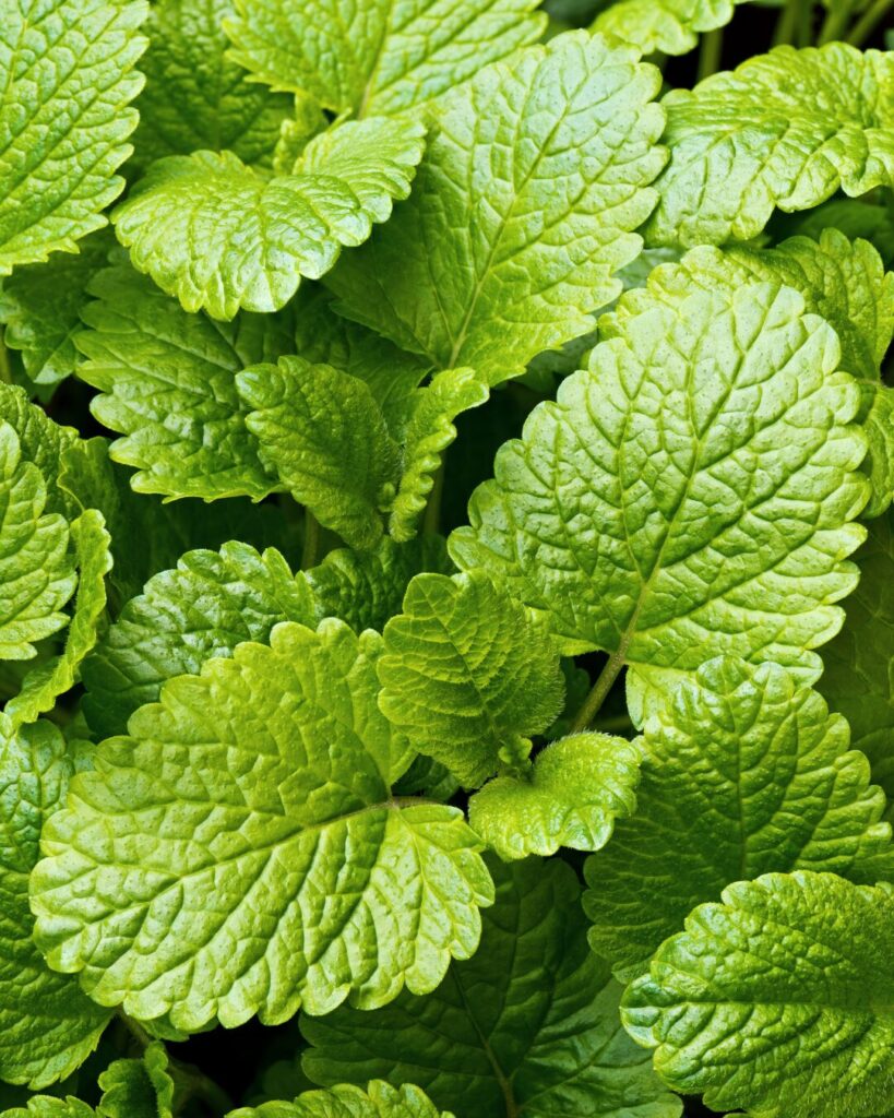 Perennials: Plant Once, Grow Forever - Women of Today